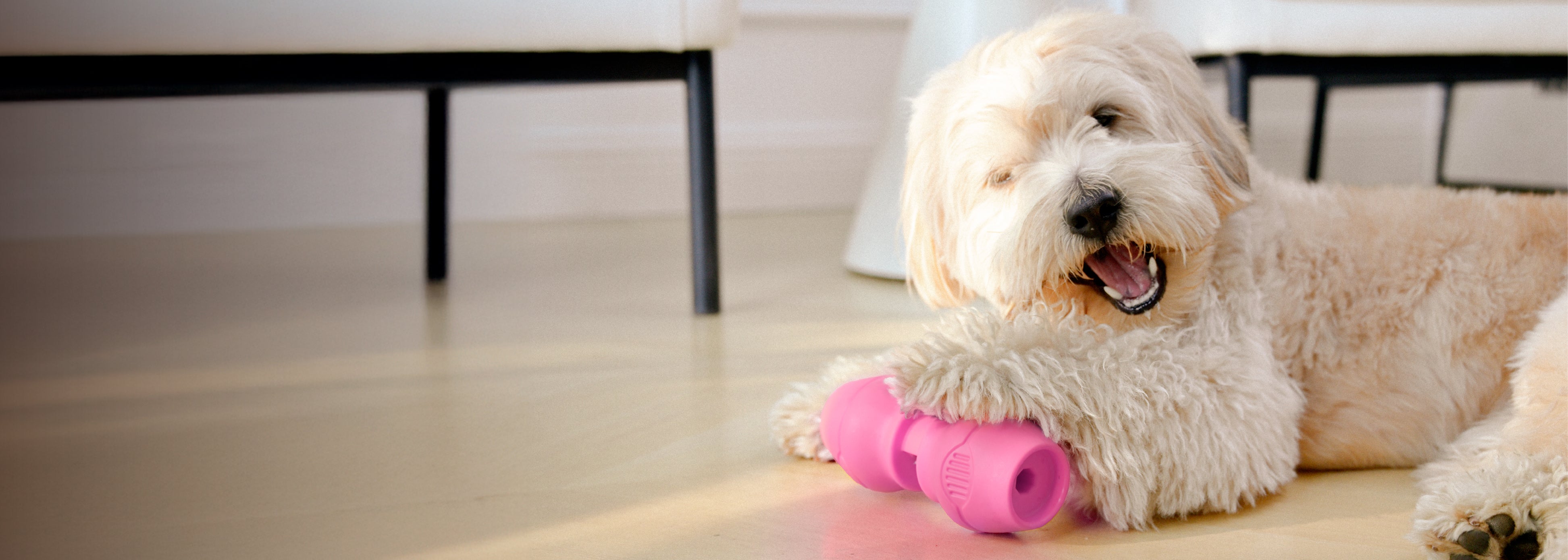 Bully Stick Holder for Dogs | Safe Chew Device — Chewise Official